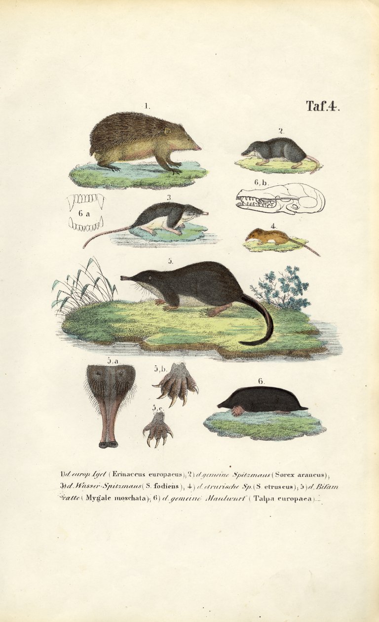 European Insectivores: Hedgehog, Shrews and Mole