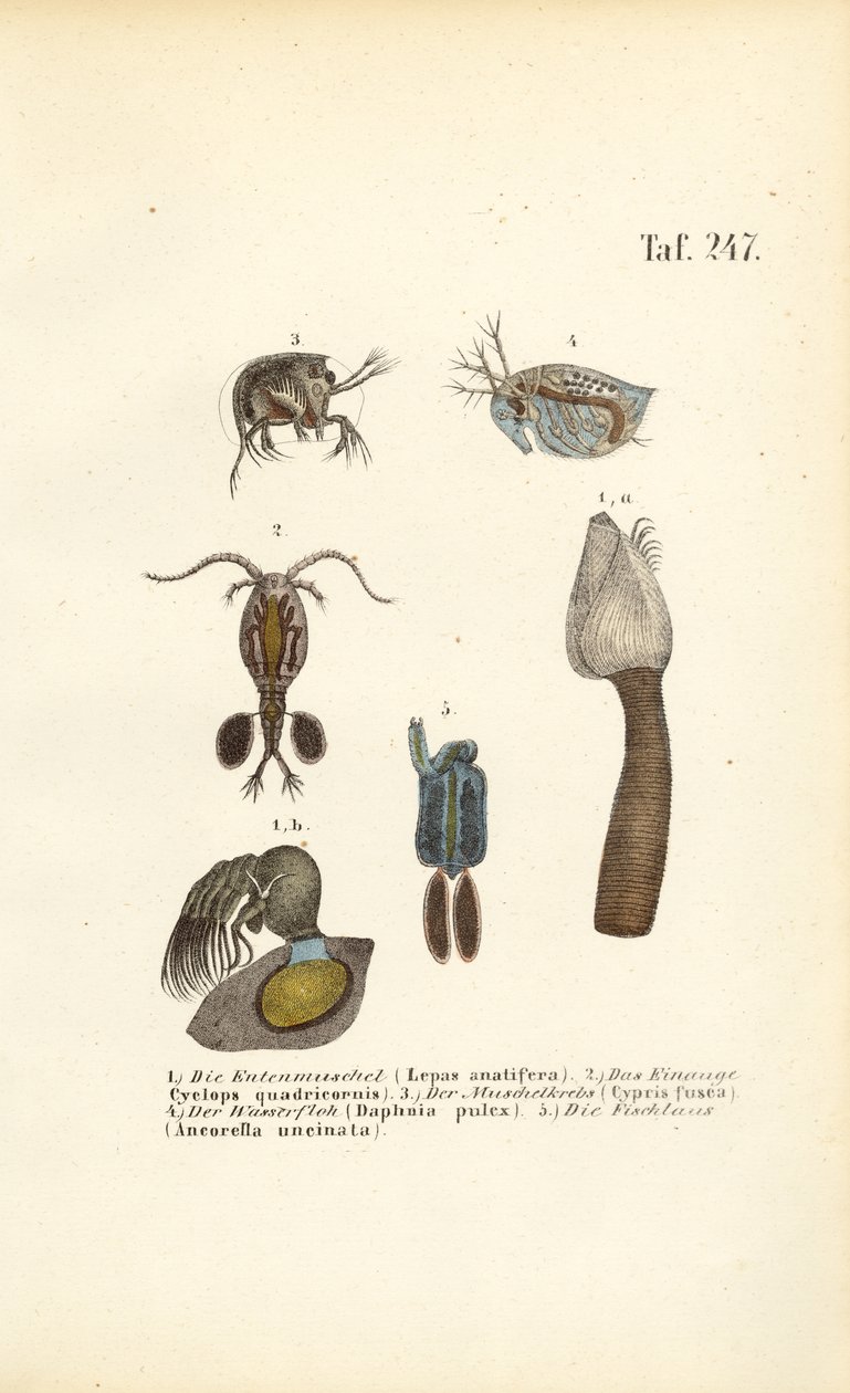 Freshwater Crustaceans and Shell-bearing Microorganisms