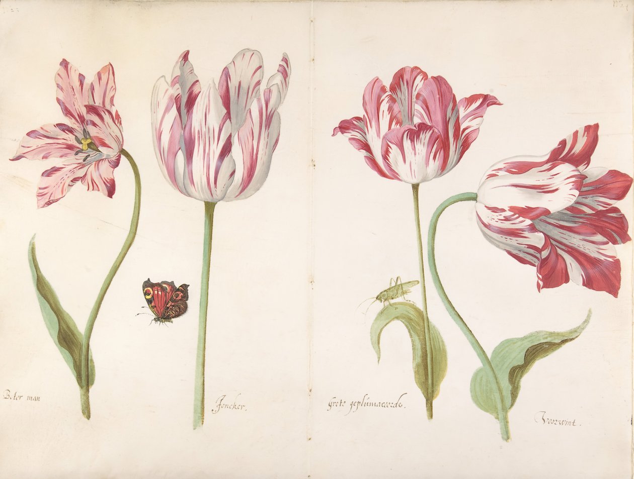 Four Tulips: Boter Man Butter Man, Joncker Nobleman, Grote Geplumaceerde