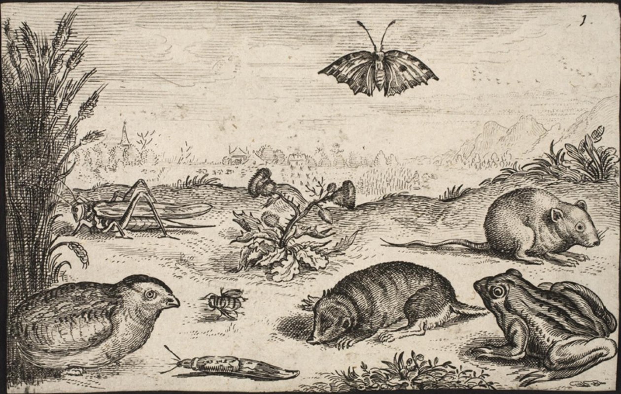 Small Animals and Insects: Grasshopper, Butterfly, Field Vole ...