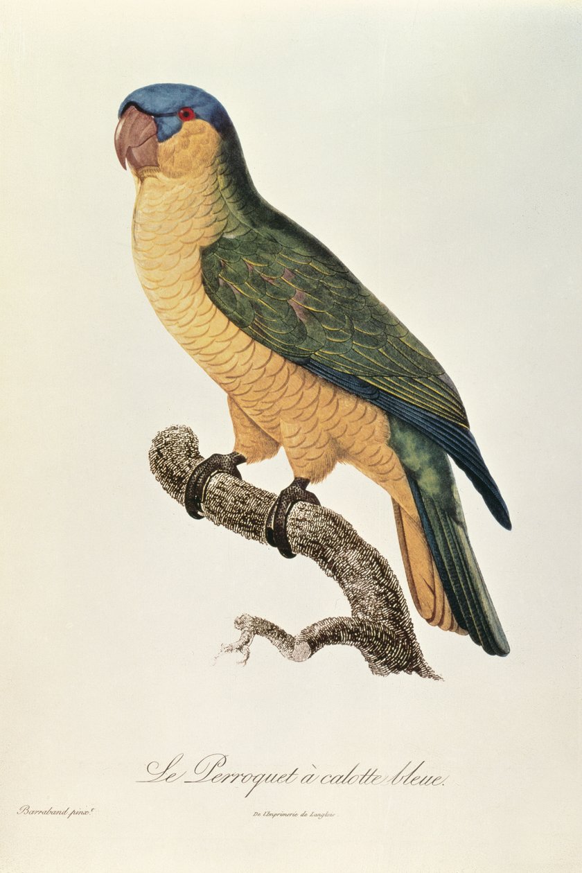 Blue-Capped Parrot by Jacques Barraband: Fine art print