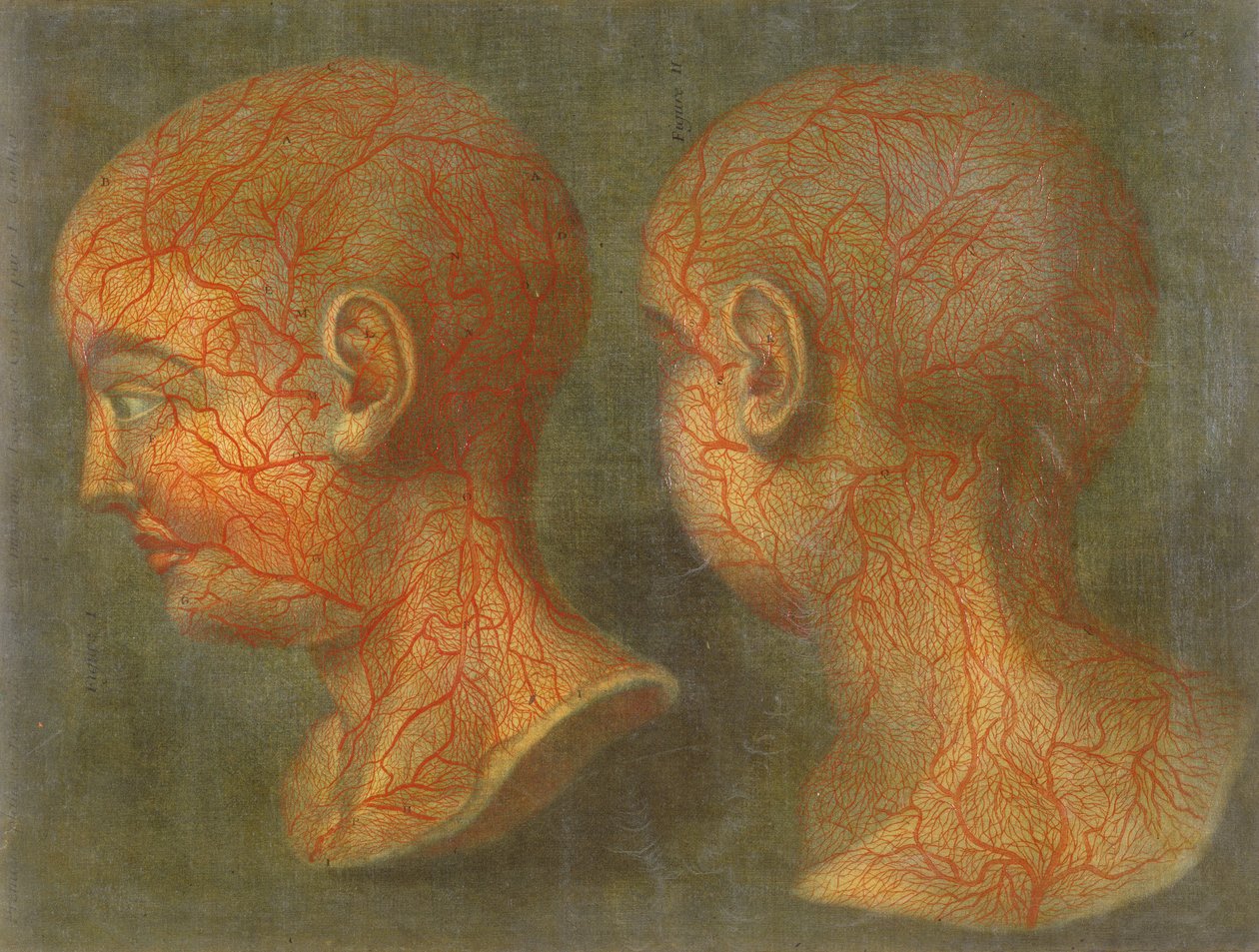 Superficial blood vessels of the head and neck, from 'Anatomie de la ...