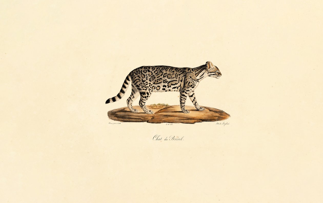 Brazilian Tiger Cat by Jacques Christophe Werner