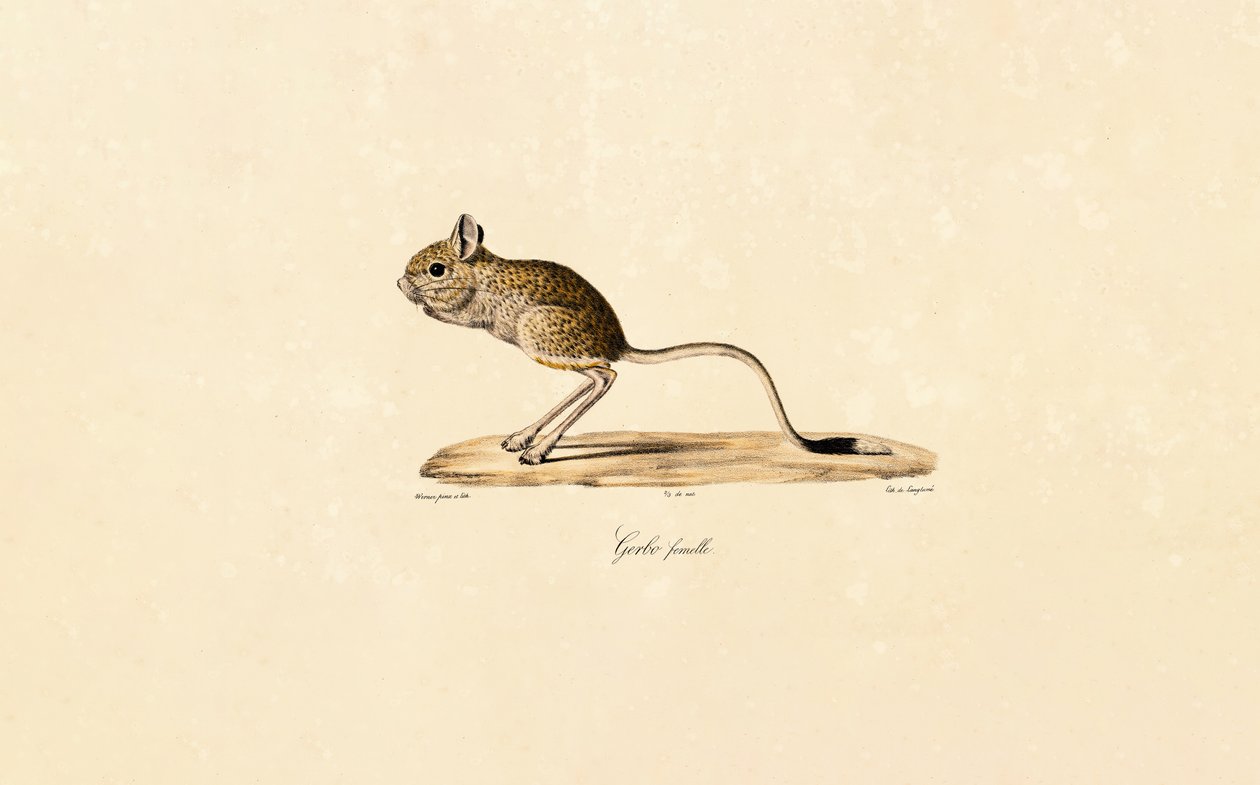 Egyptian Gerbil (Female) by Jacques Christophe Werner