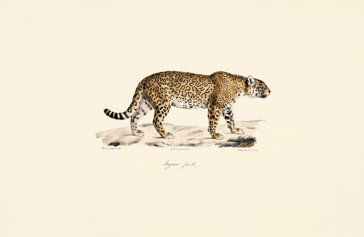 Female Jaguar by Jacques Christophe Werner: Fine art print