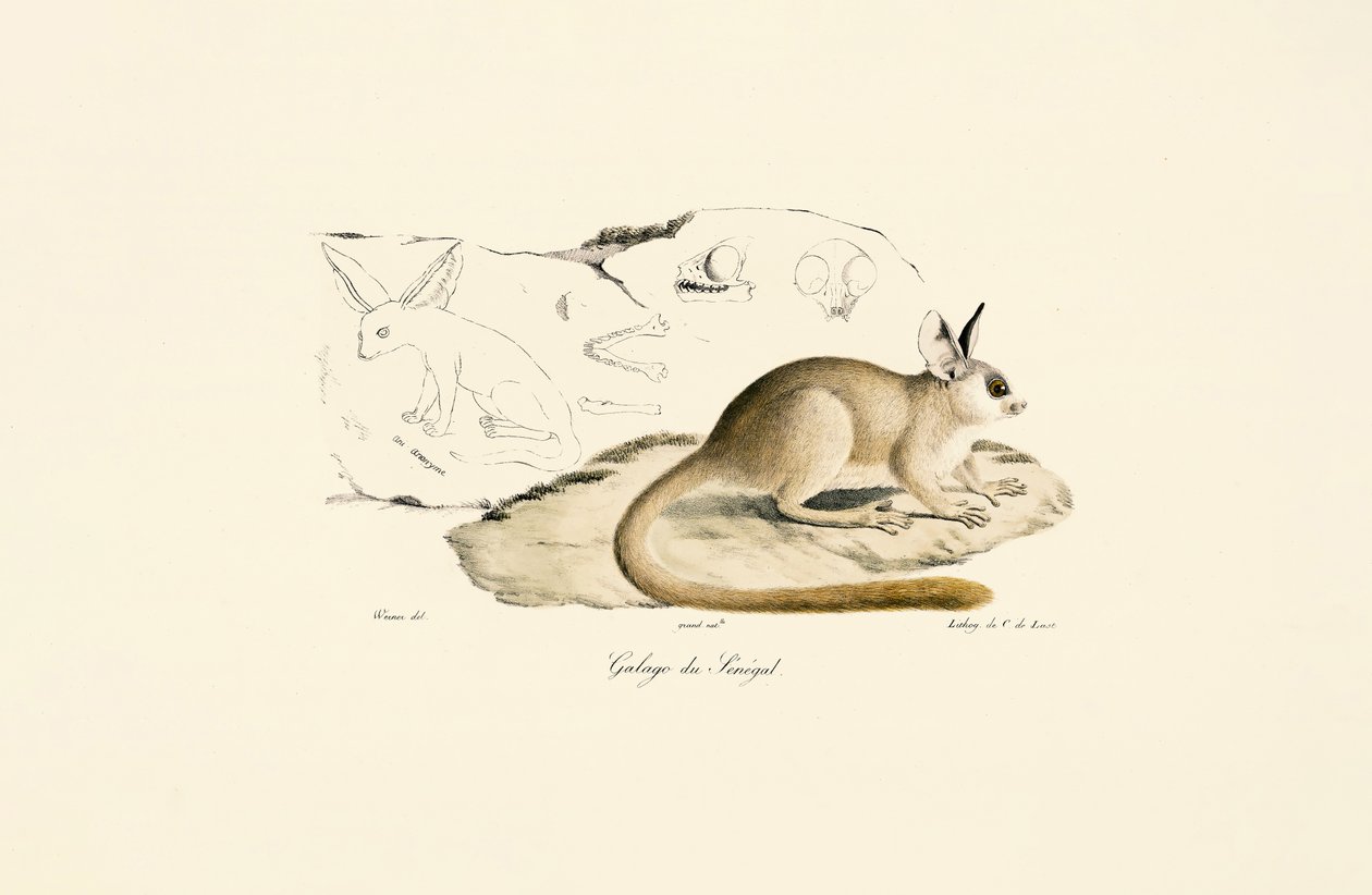 Fennec Fox by Jacques Christophe Werner: Fine art print