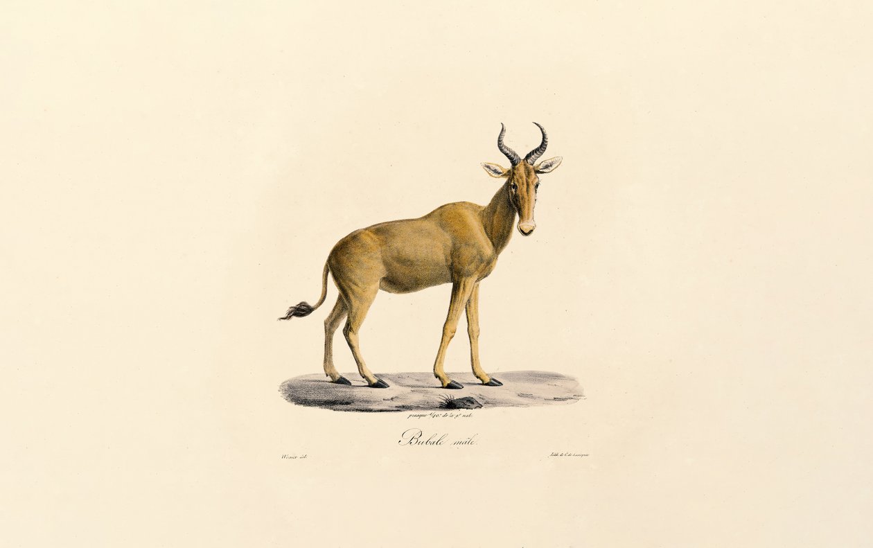 Hartebeest by Jacques Christophe Werner: Fine art print