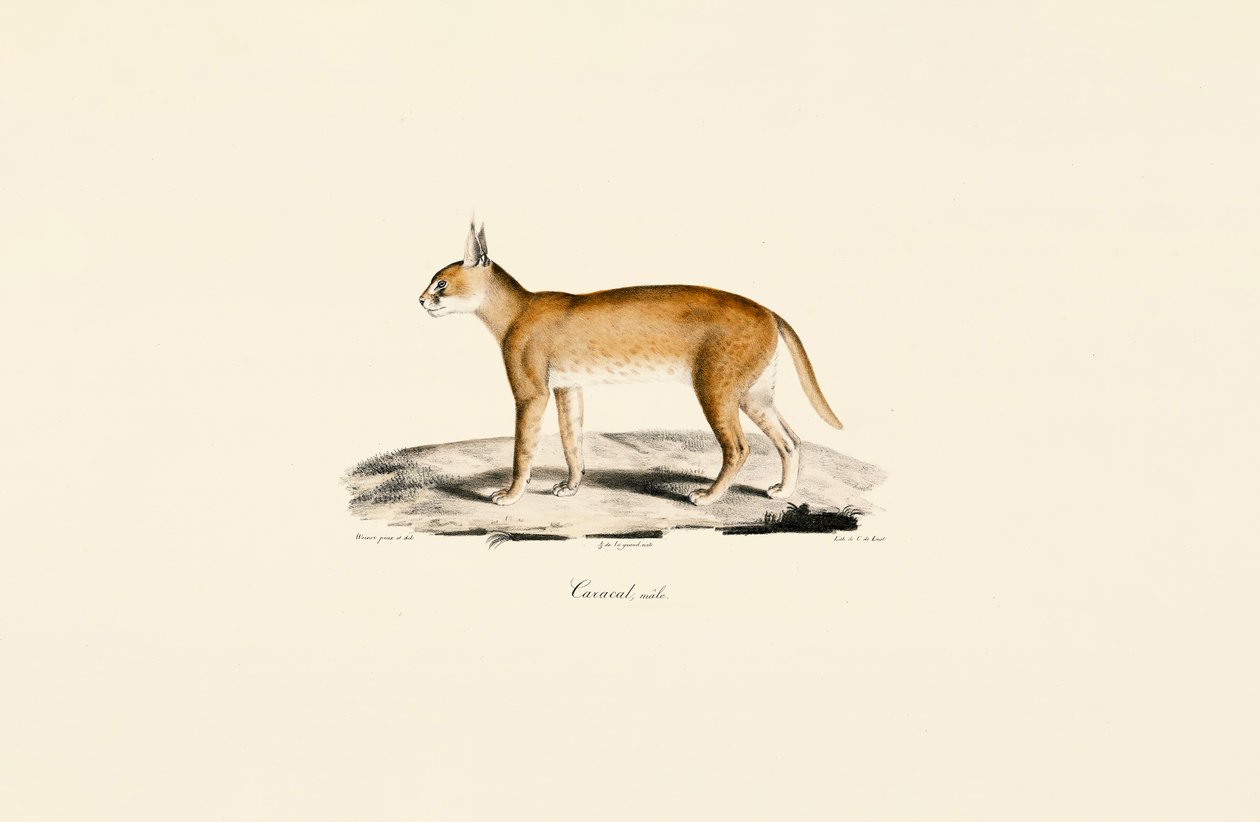 Male Caracal by Jacques Christophe Werner: Fine art print