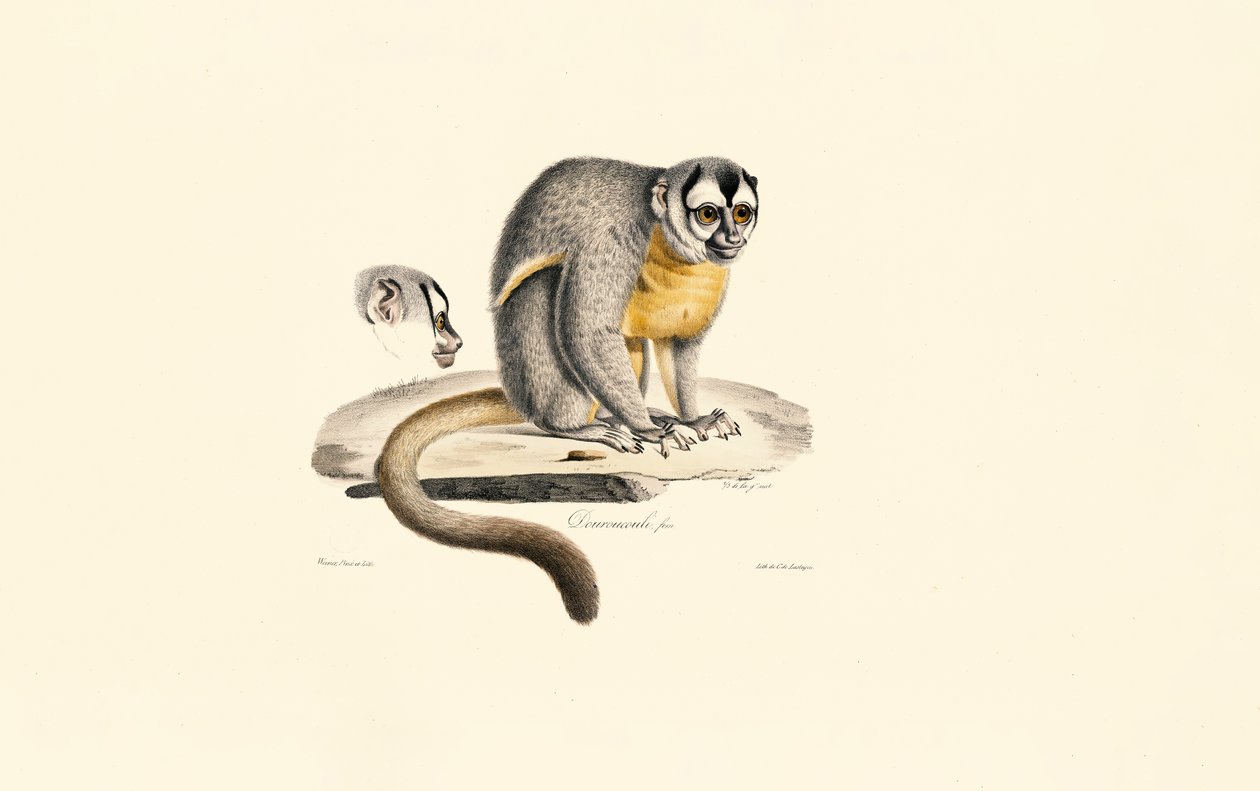 Night Monkey by Jacques Christophe Werner: Fine art print