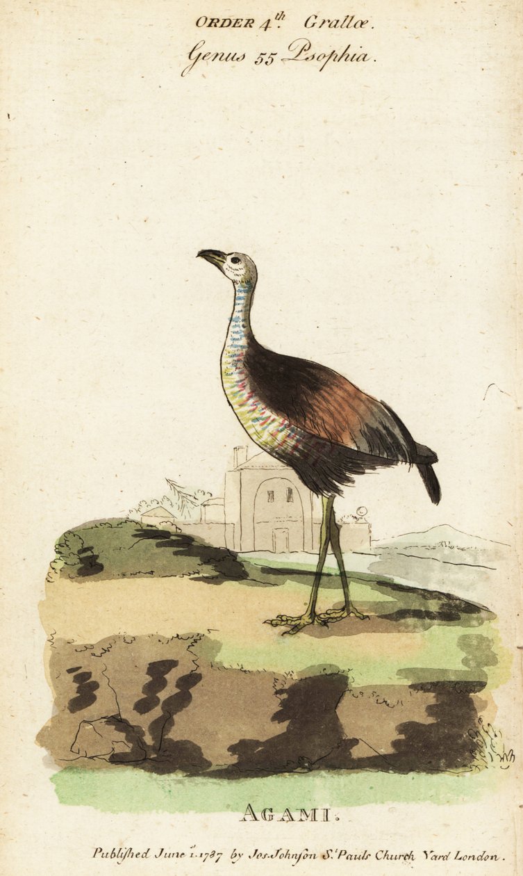 Agami heron by Jacques de Seve: Buy fine art print