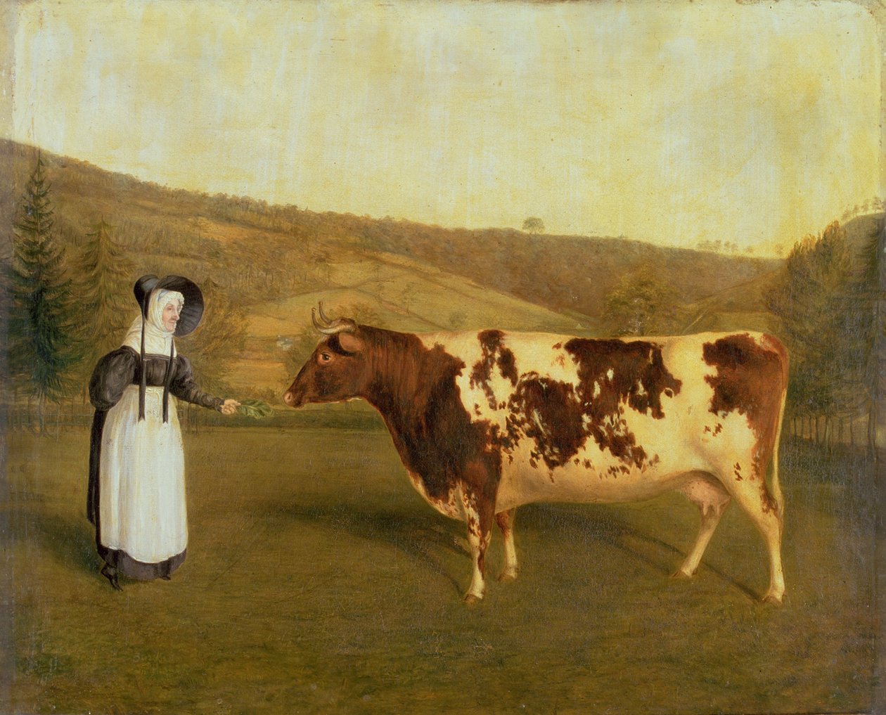 Shorthorn Cow by James Flewitt Mullock: Buy fine art print