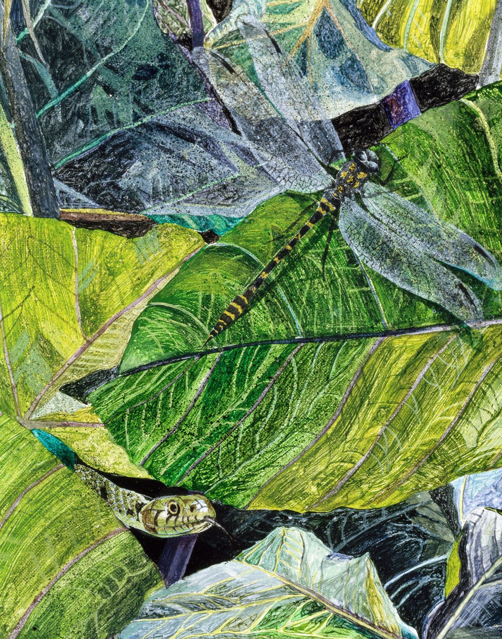 Water Snake and Dragon-fly by James Reeve: Fine art print