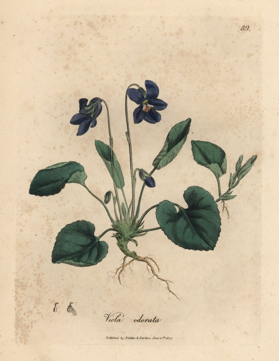 Viola Odorata Viola Odorata Rosea Group (Vt)|sweet Violet Rosea