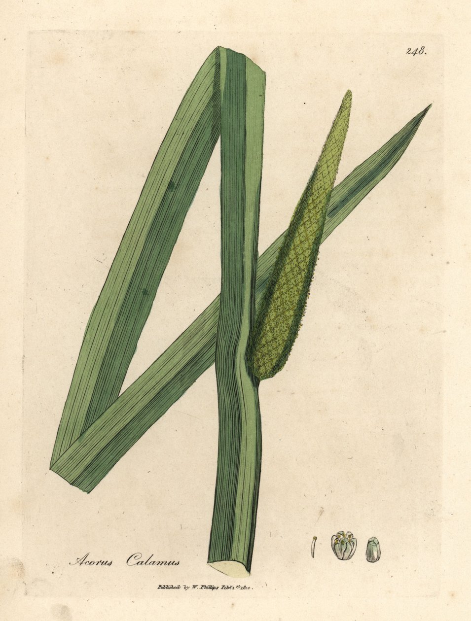 Sweet flag, Acorus calamus by James Sowerby: Fine art print
