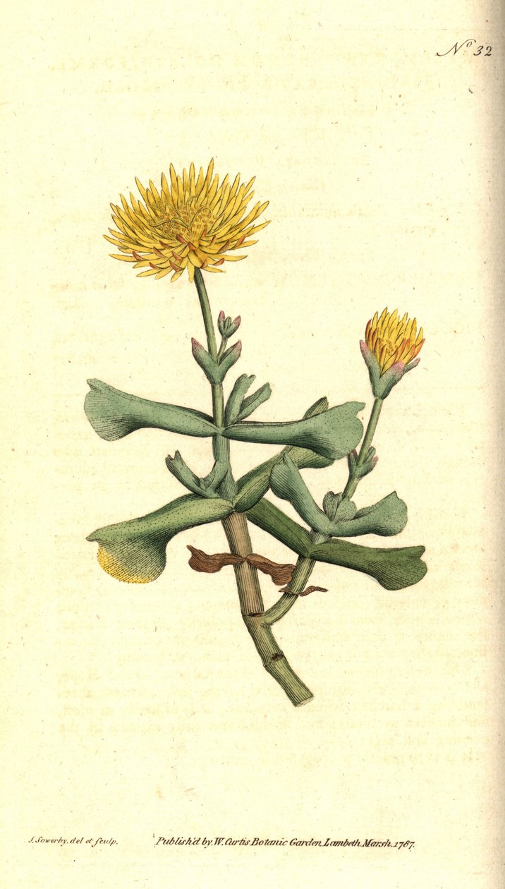 Variete of ficoid - Hatchet-leaved fig marigold, Mesembryanthemum ...