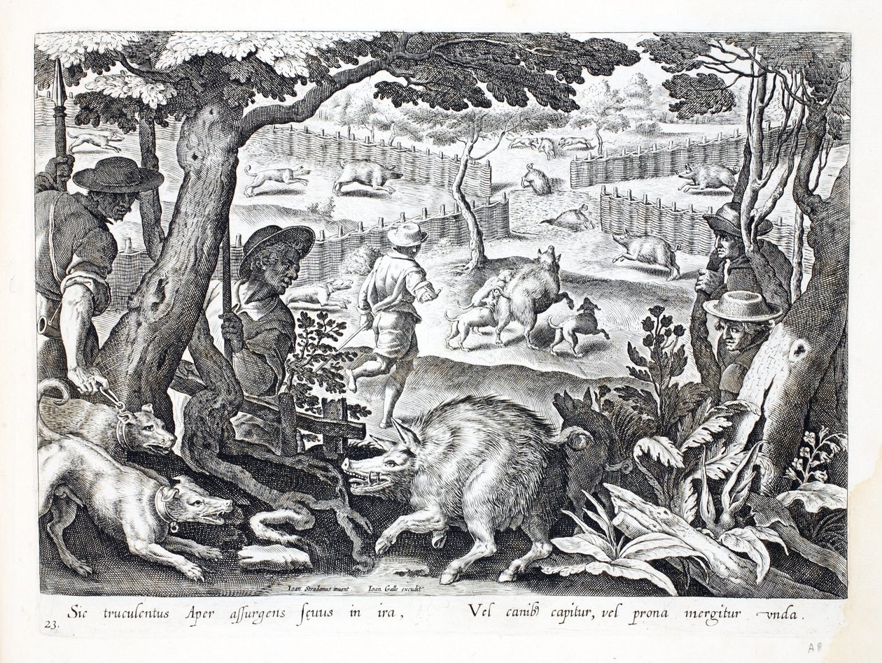 A ferocious wild boar rises up in anger, dogs drive other into the ...