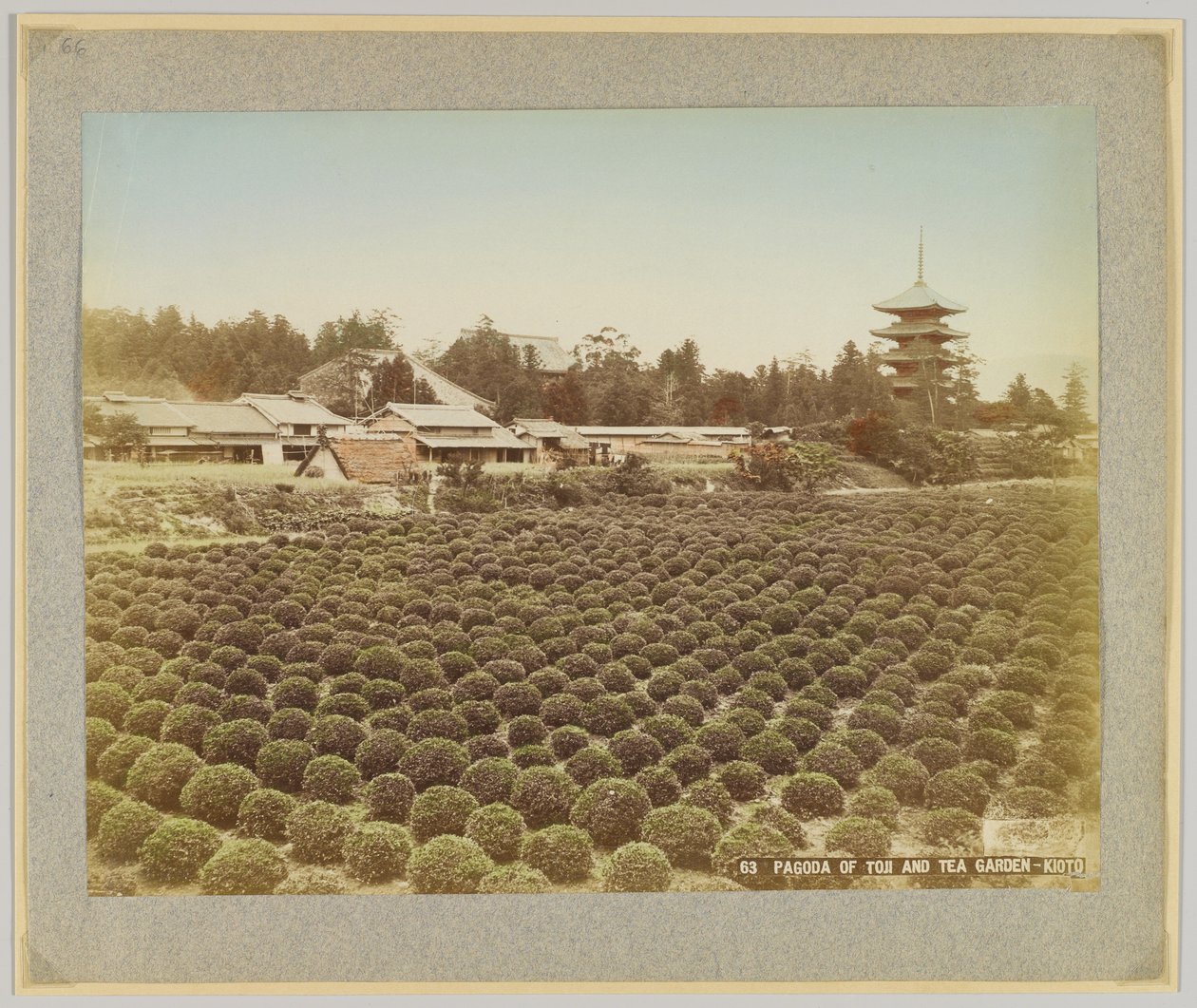 Pagoda of Toji and Tea Garden, Kyoto, Japan