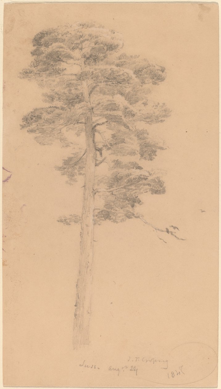 Pine Tree by Jasper Francis Cropsey: Buy fine art print