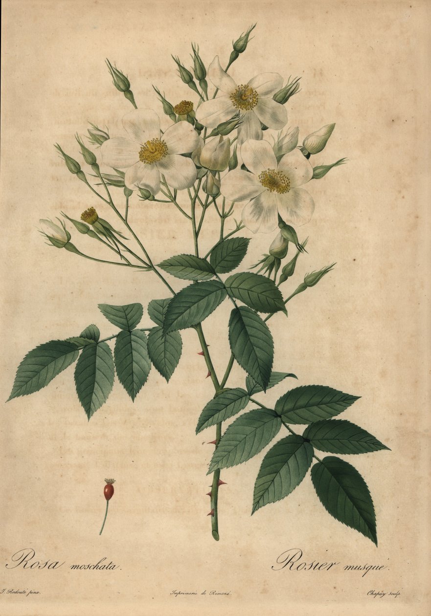 White musk rose, Rosa moschata by Jean Baptiste Chapuy