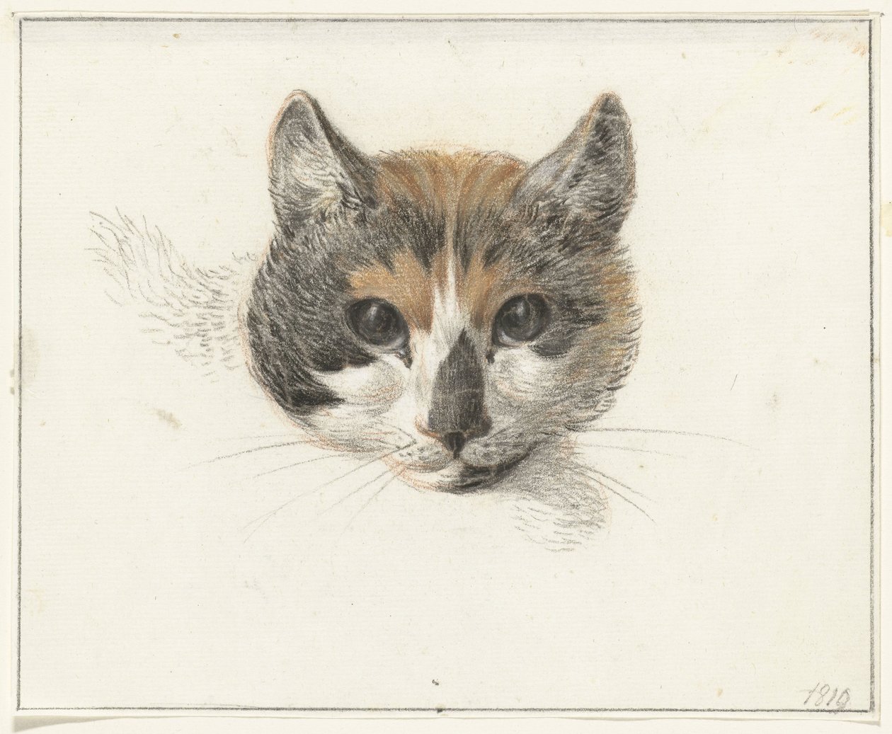 Head of a calico cat, front view, with open eyes