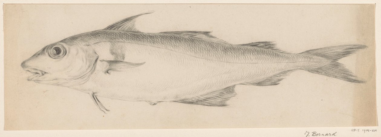 Fish, Facing Left by Jean Bernard: Buy fine art print