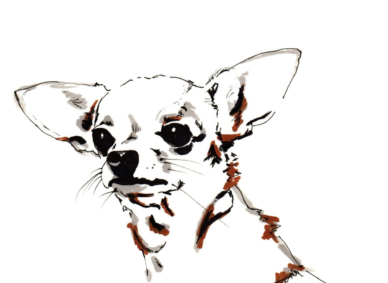 Big Ears the Chihuahua by Jo Chambers: Buy fine art print
