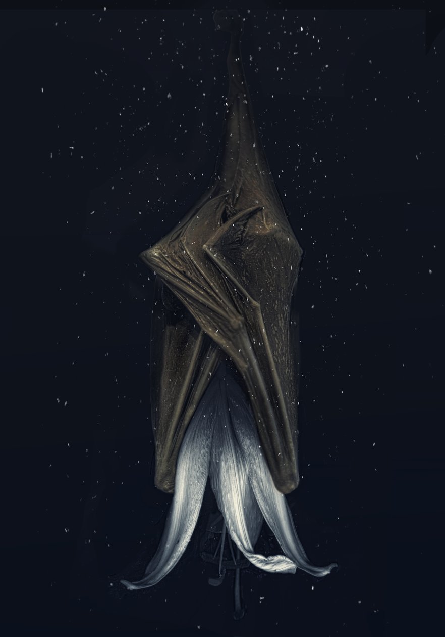 Mutated Lily by Johan Lilja: High-quality fine art print