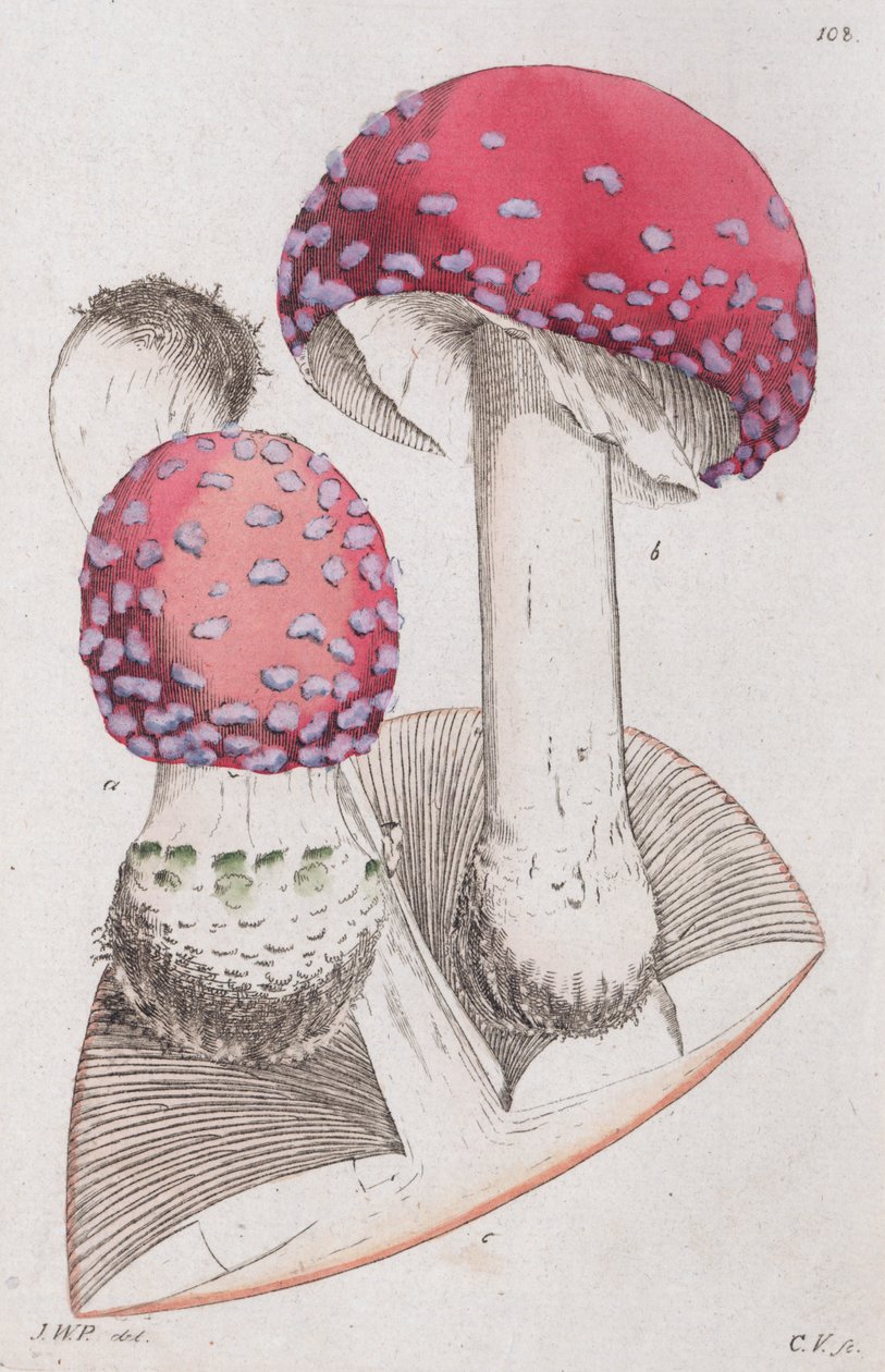 Amanita Muscaria, 1804-1811 by Johan Wilhelm Palmstruch