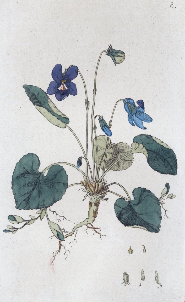Sweet Violet Viola odorata by Johan Wilhelm Palmstruch