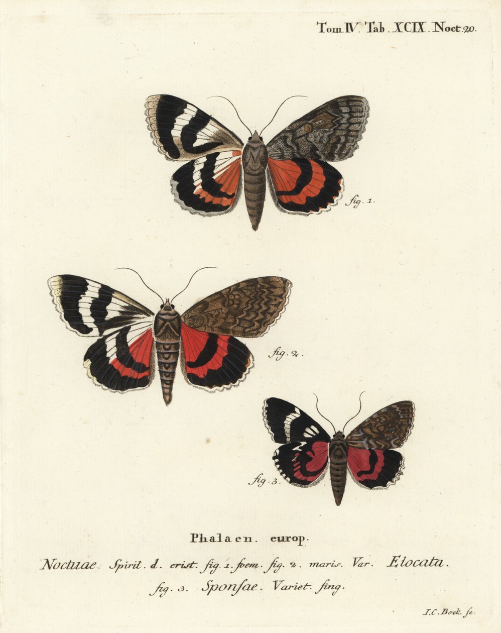 French Red Underwing and Dark Crimson Underwing Variety. Handcoloured ...