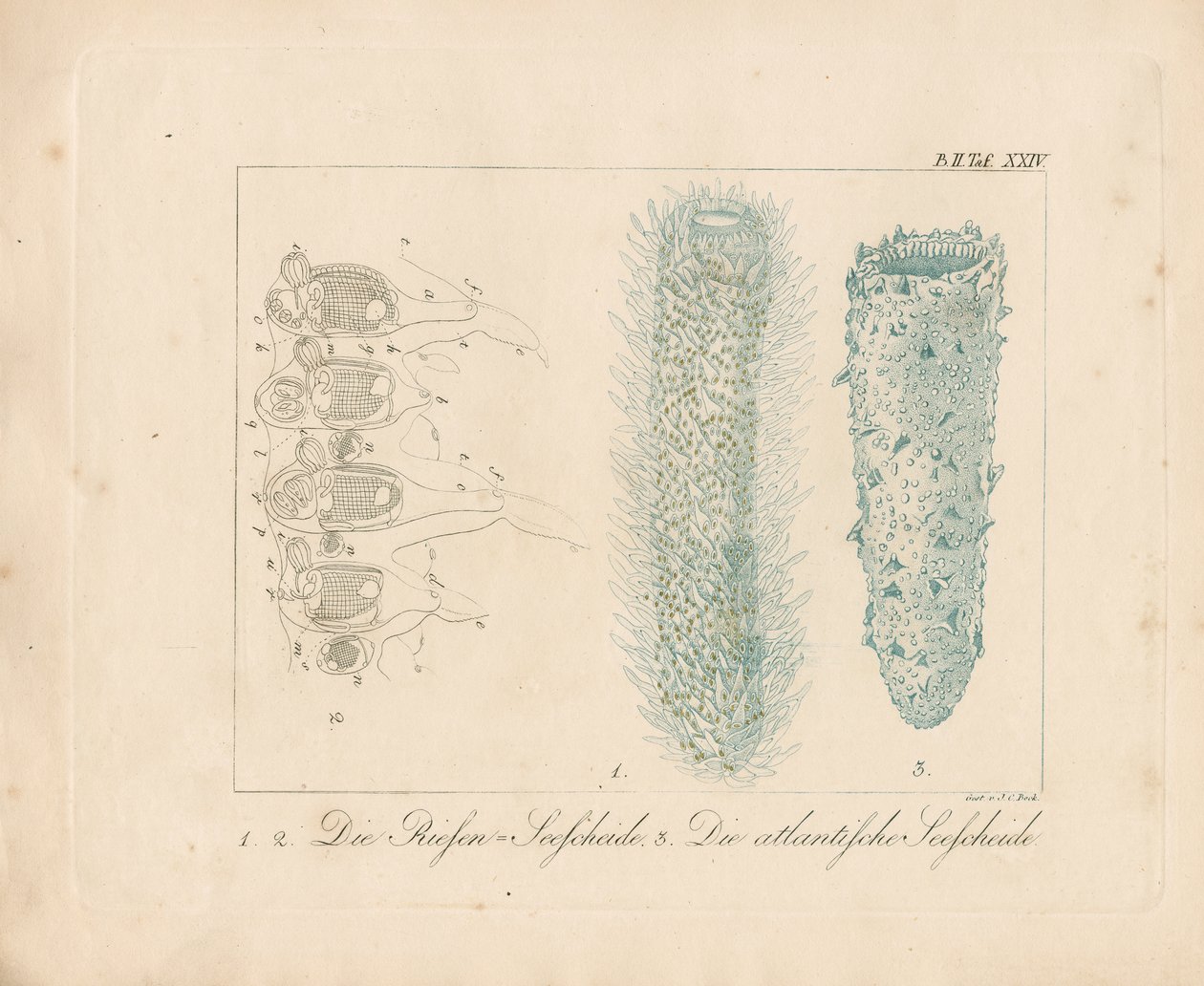 Giant Sea Squirt and Atlantic Sea Squirt