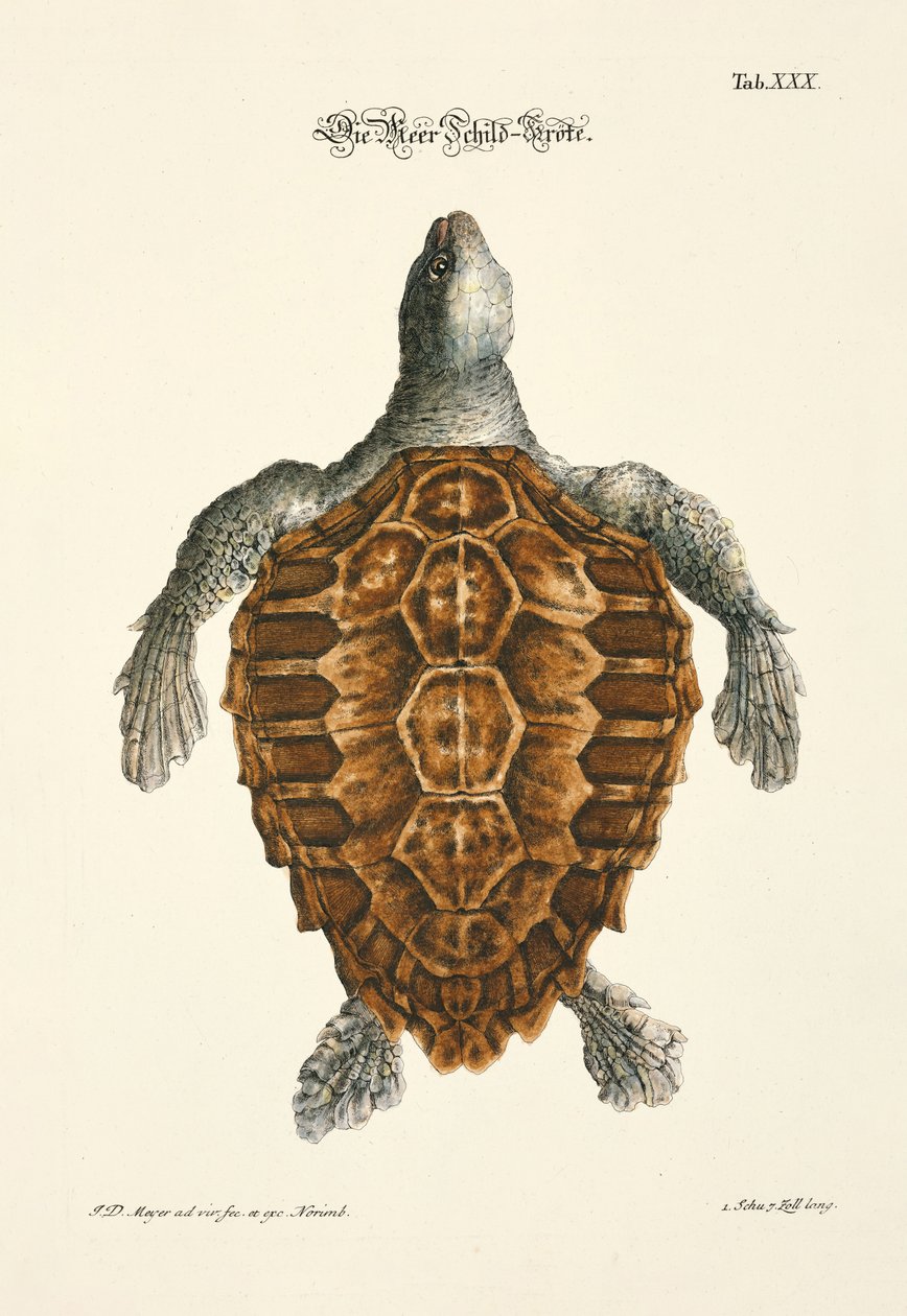 The Sea Turtle by Johann Daniel Meyer: Buy fine art print