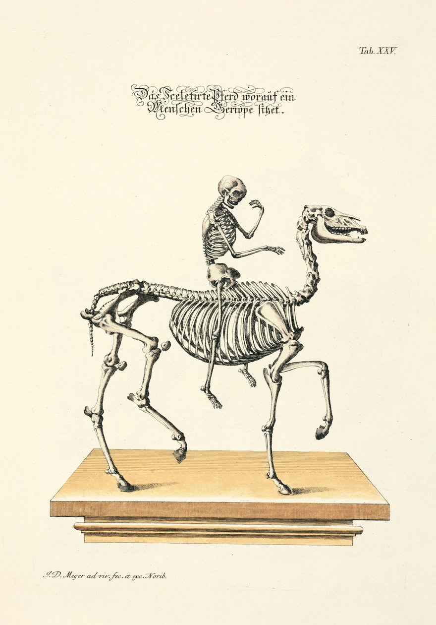 The Skeletonized Horse with a Human Skeleton Riding
