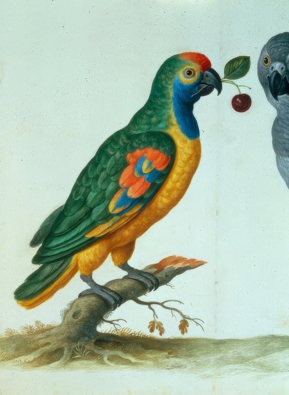 Amazon Parrot by Johann Jakob Walther: Buy fine art print