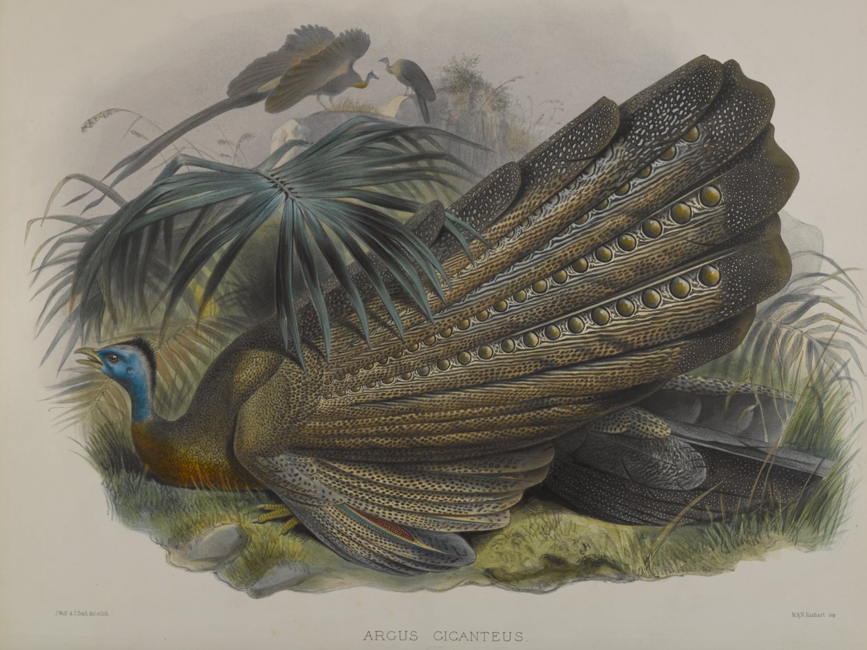 Great Argus Pheasant by John Gould: Premium art reproduction
