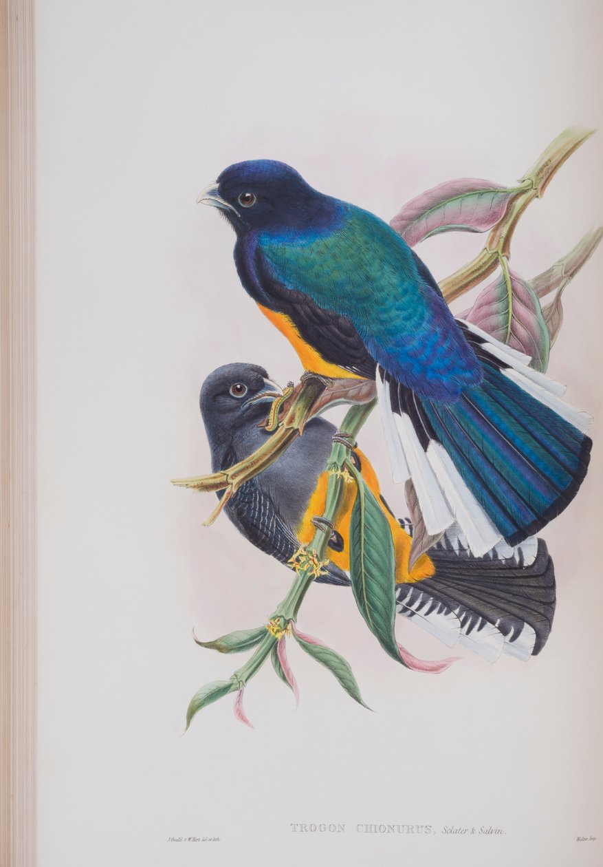 White-Tailed Trogon, plate from The Birds of Great Britain by John Gould