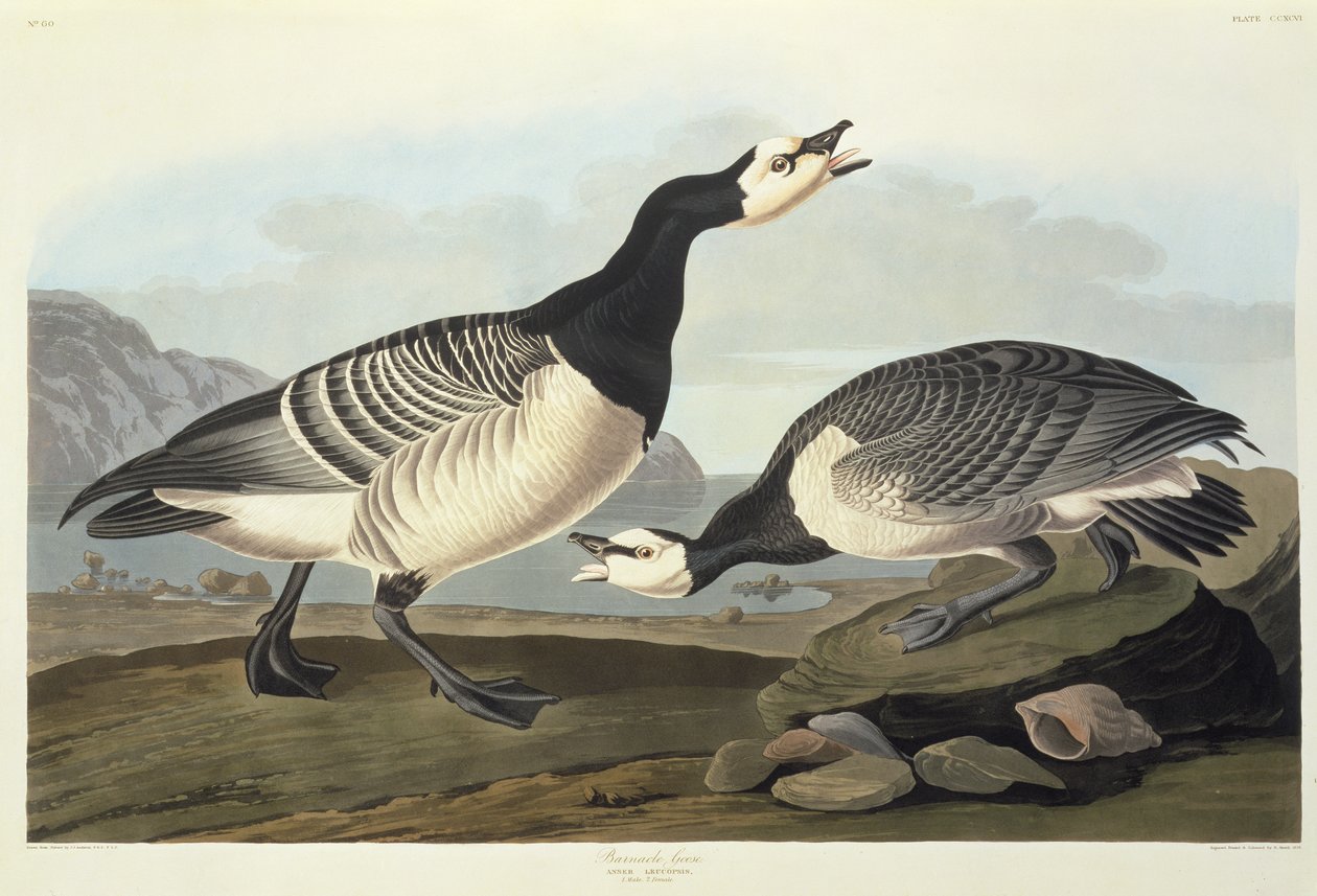 Barnacle Geese by John James Audubon: Buy fine art print
