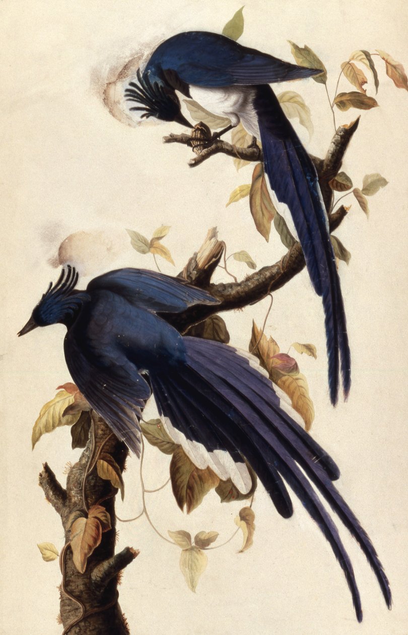 Magpie Jay by John James Audubon: Premium art reproduction
