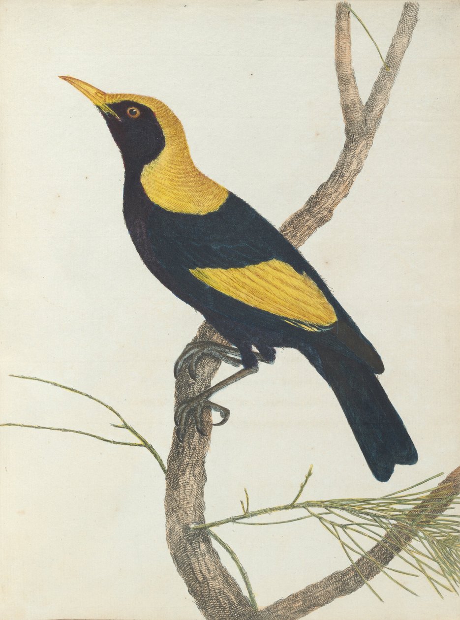 King Honeysucker from Birds of New South Wales with Their Natural History