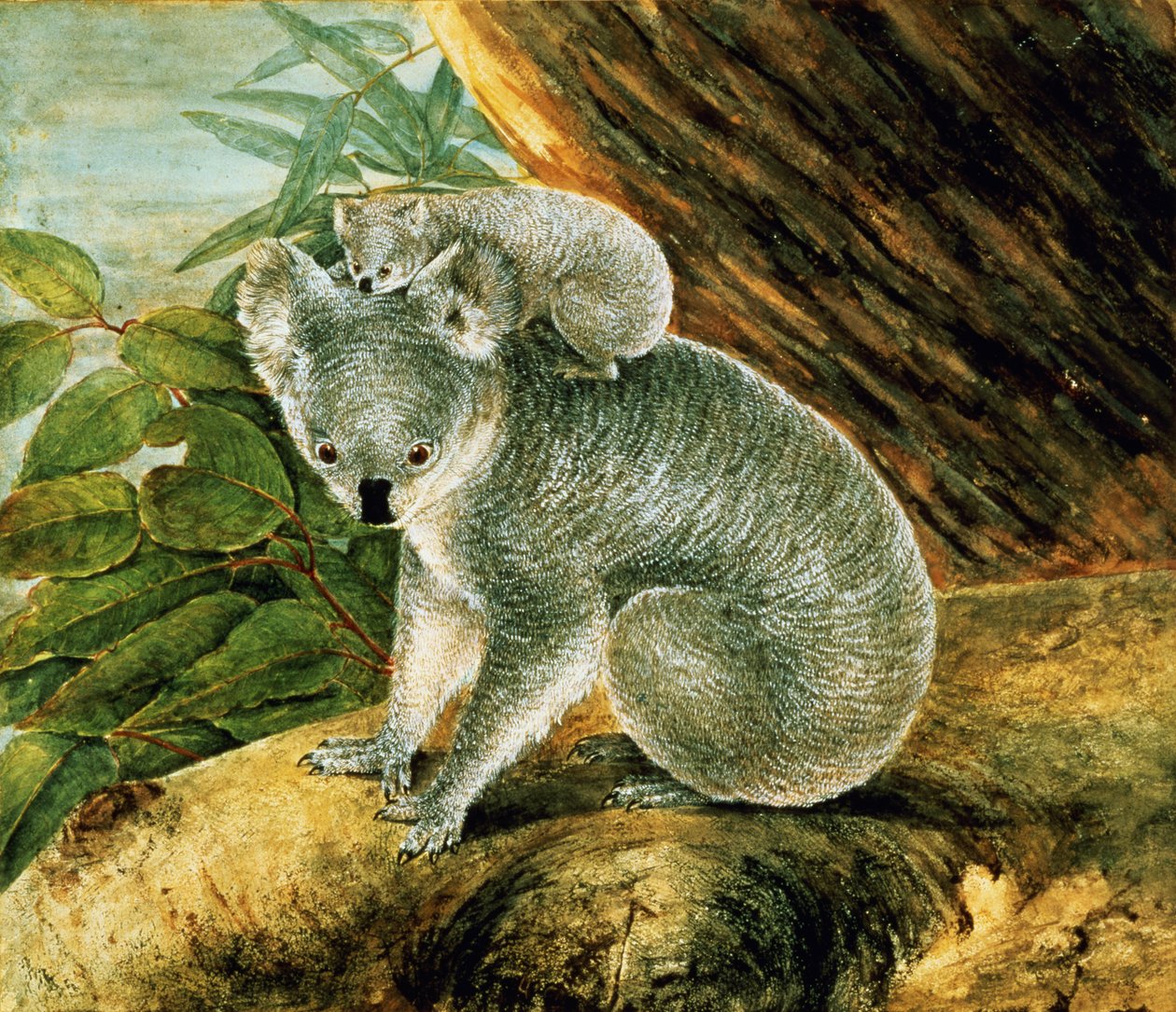 Koala and Young by John William Lewin: Buy fine art print