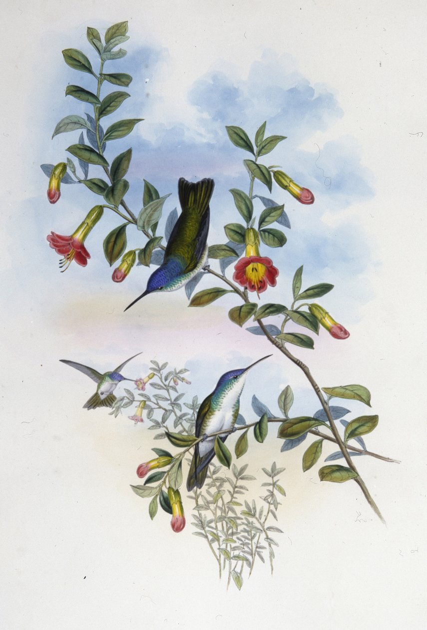 Blue-necked Azure Crown by John (after) Gould
