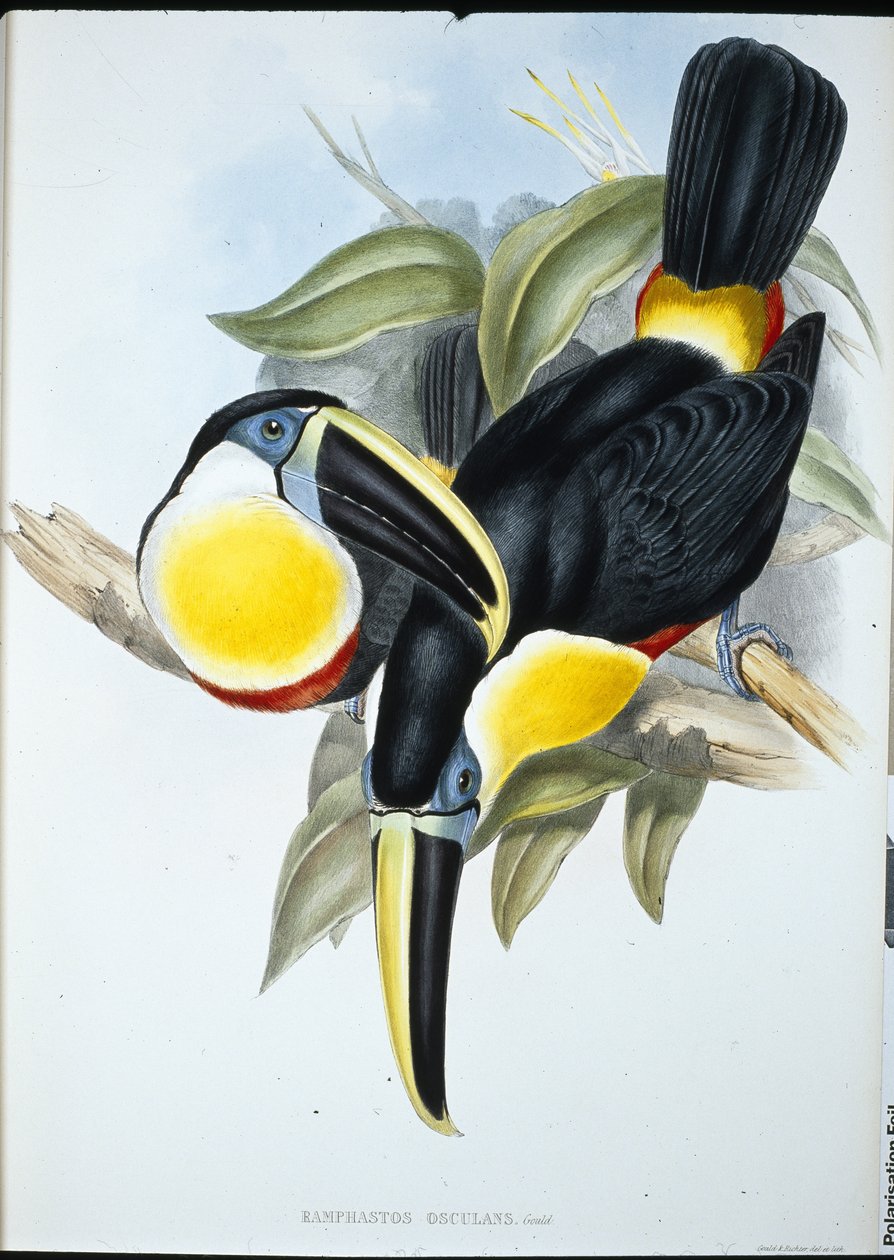 Osculant Toucan by John (after) Gould: Buy fine art print