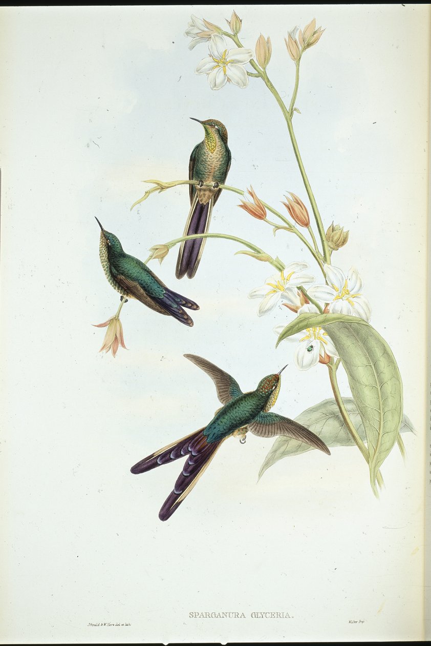 Purple-tailed Comet humming bird by John (after) Gould
