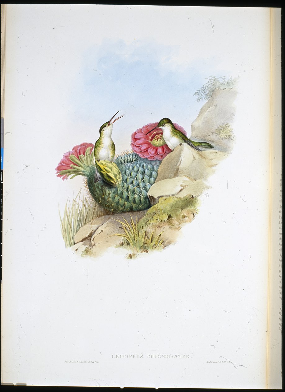 White-breasted Leucippus by John (after) Gould