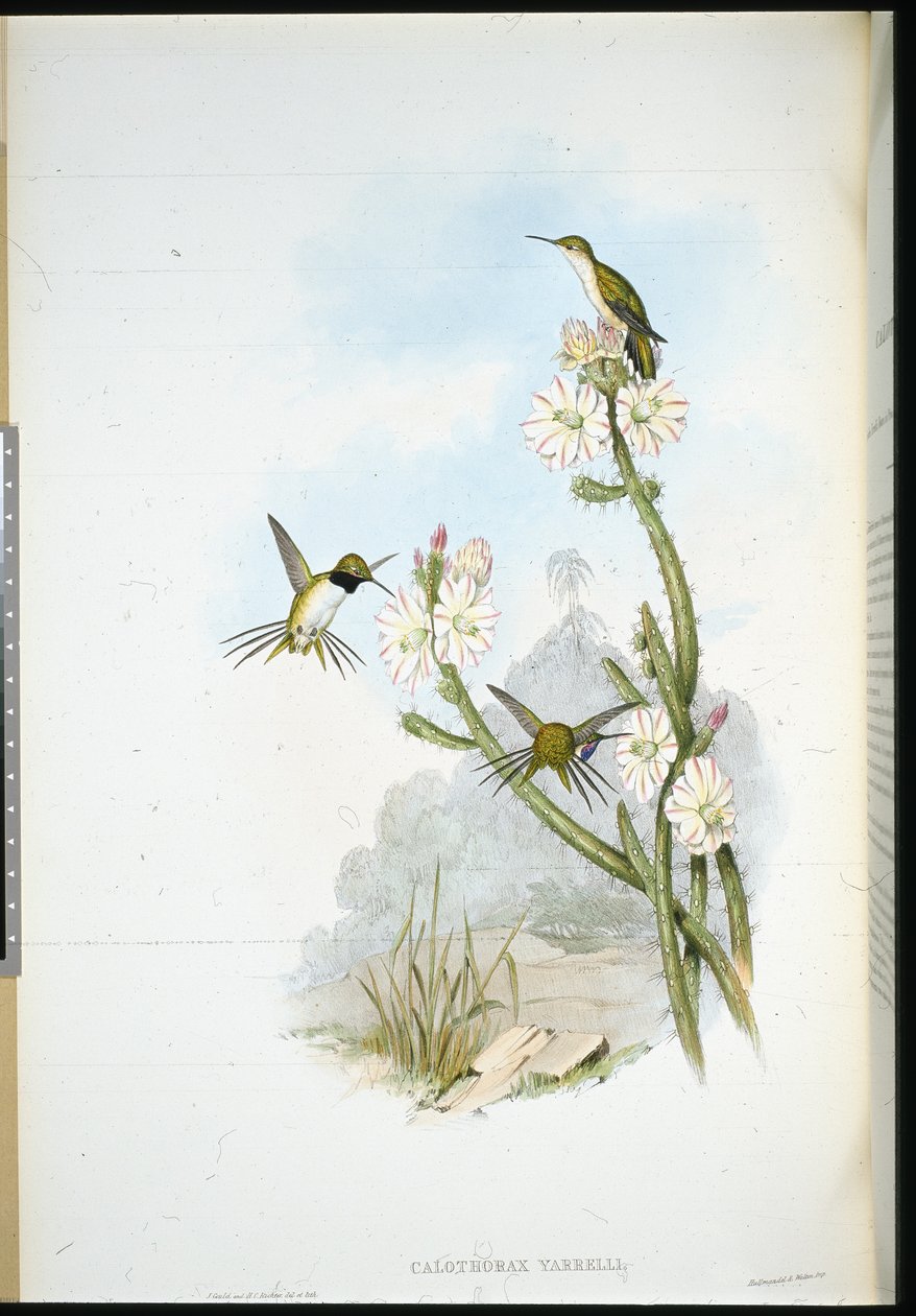 Yarrell's Racket-tail by John (after) Gould: Fine art print