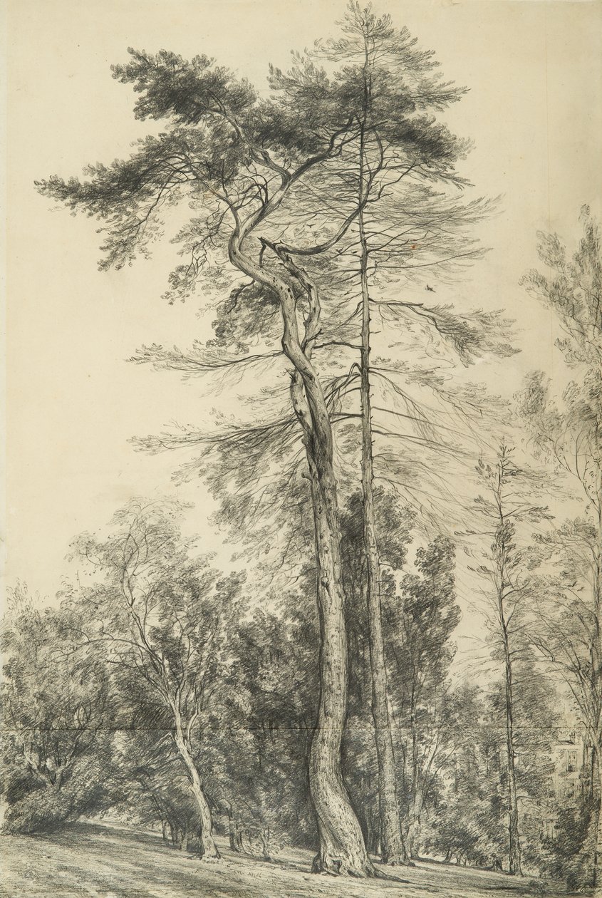 Fir Trees by John Constable: High-quality fine art print