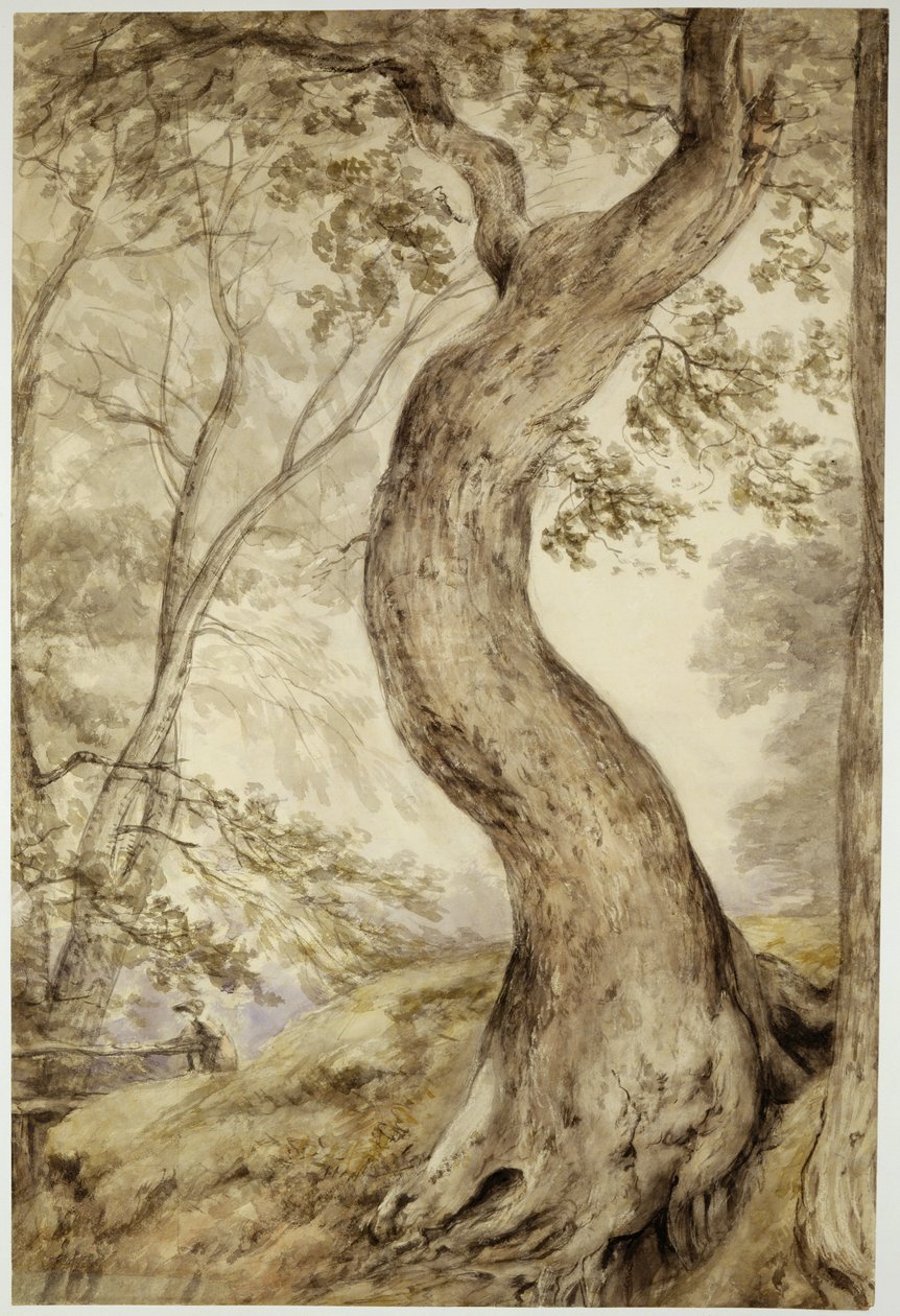 Tree at Helmingham, c.1800 by John Constable