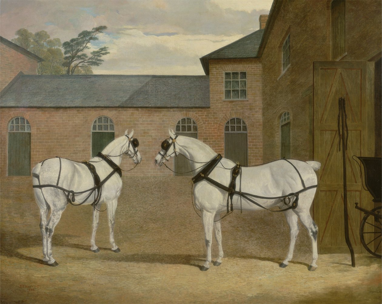 Mr. Sowerby's Grey Carriage Horses in his Coachyard at Putteridge Bury ...