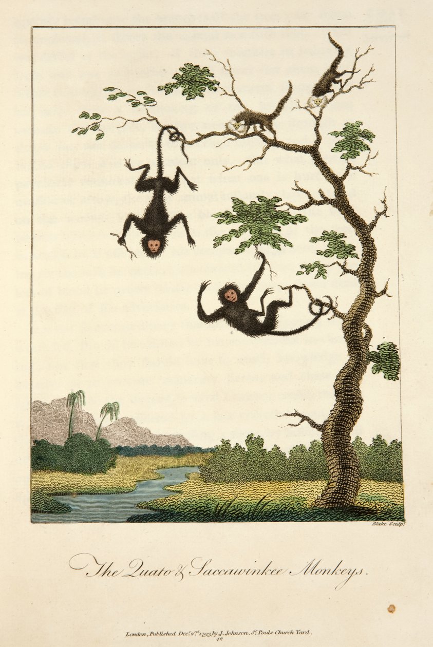 The Quato & Saccawinkee Monkeys by John Gabriel Stedman