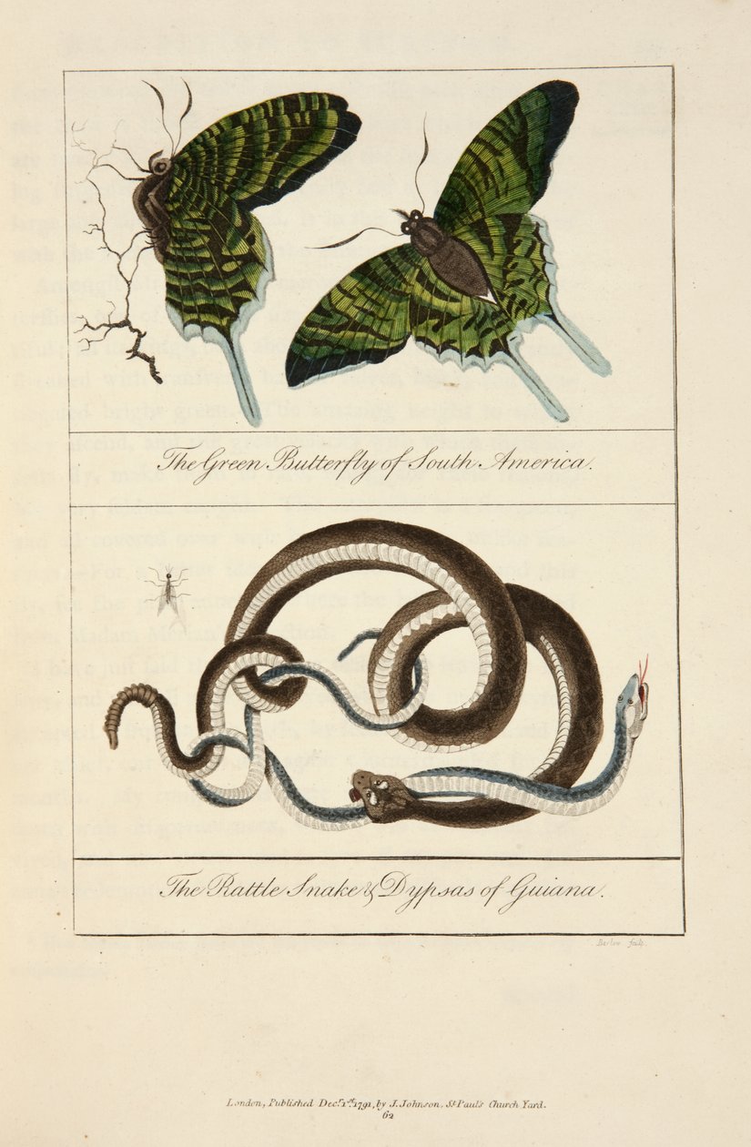 The Green Butterfly of South America & the Rattlesnake & Dypsas of Guiana